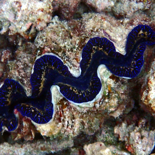 Bénitier - Vie sous-marine.photo