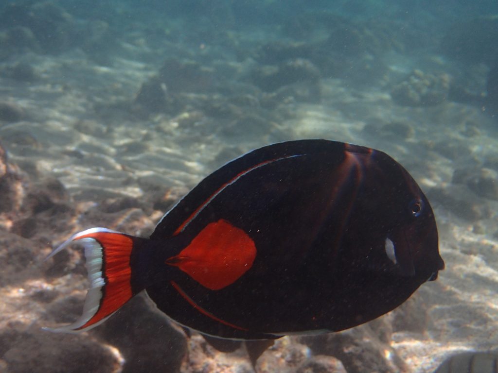 PMT le 27 décembre 2018 à Hanauma Bay à Hawai'i - Vie sous-marine.photo