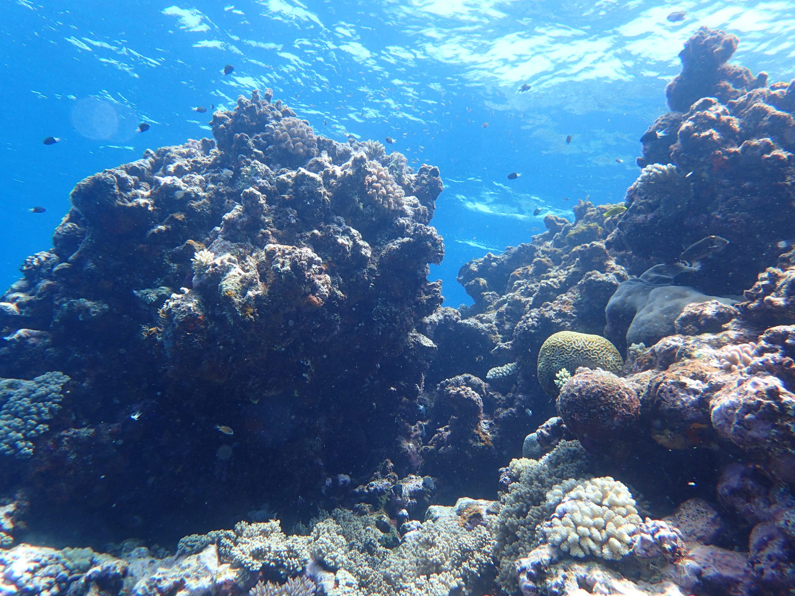 Archives des Parc naturel de la Mer de Corail - Vie sous-marine.photo